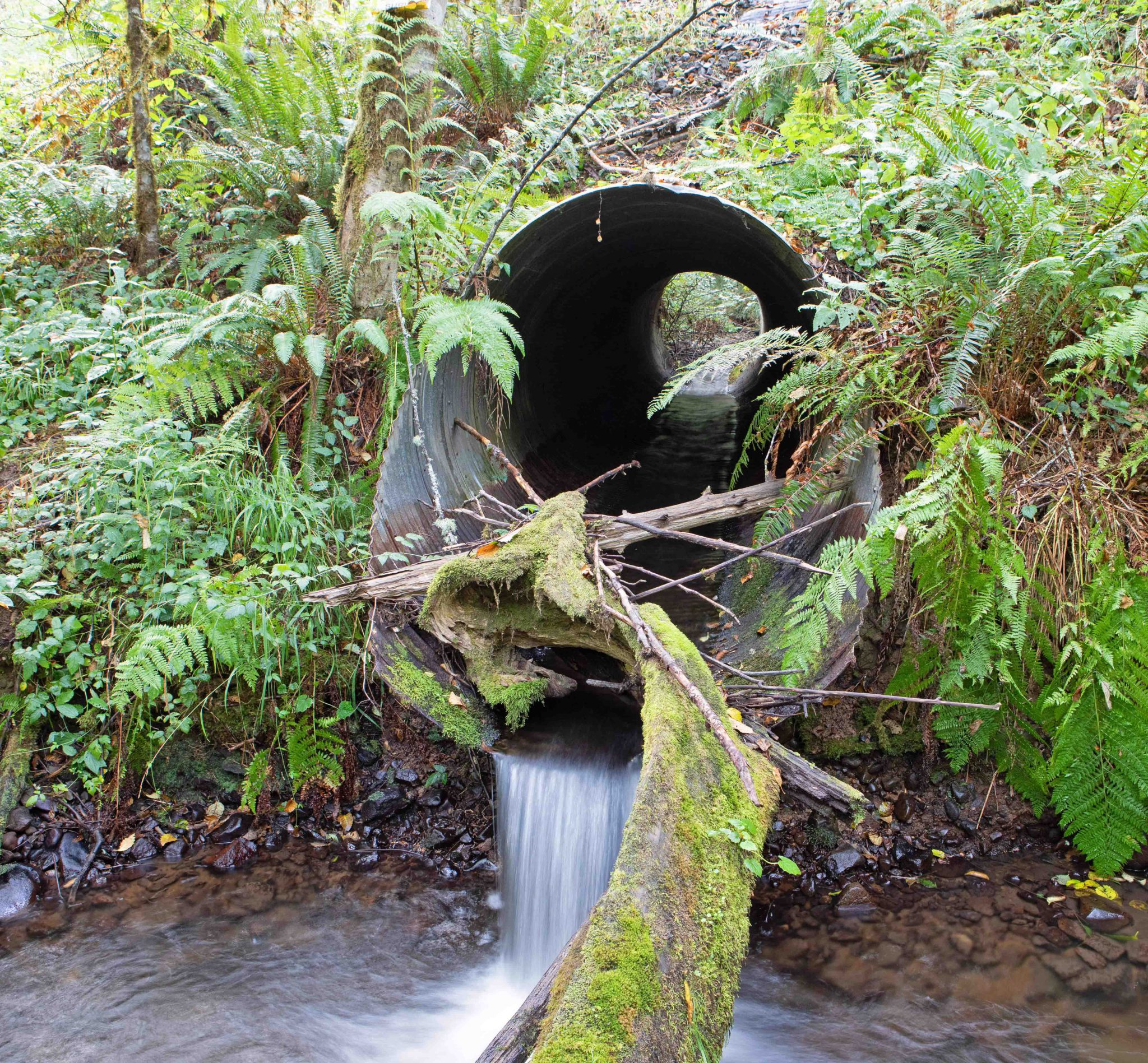 Little Eagle Creek Culvert Removal | Clackamas River Basin Council