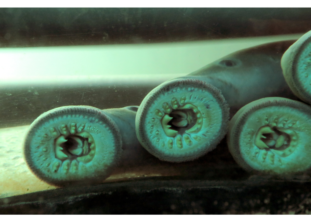 Pacific Lamprey in the Clackamas River – Clackamas River Basin Council