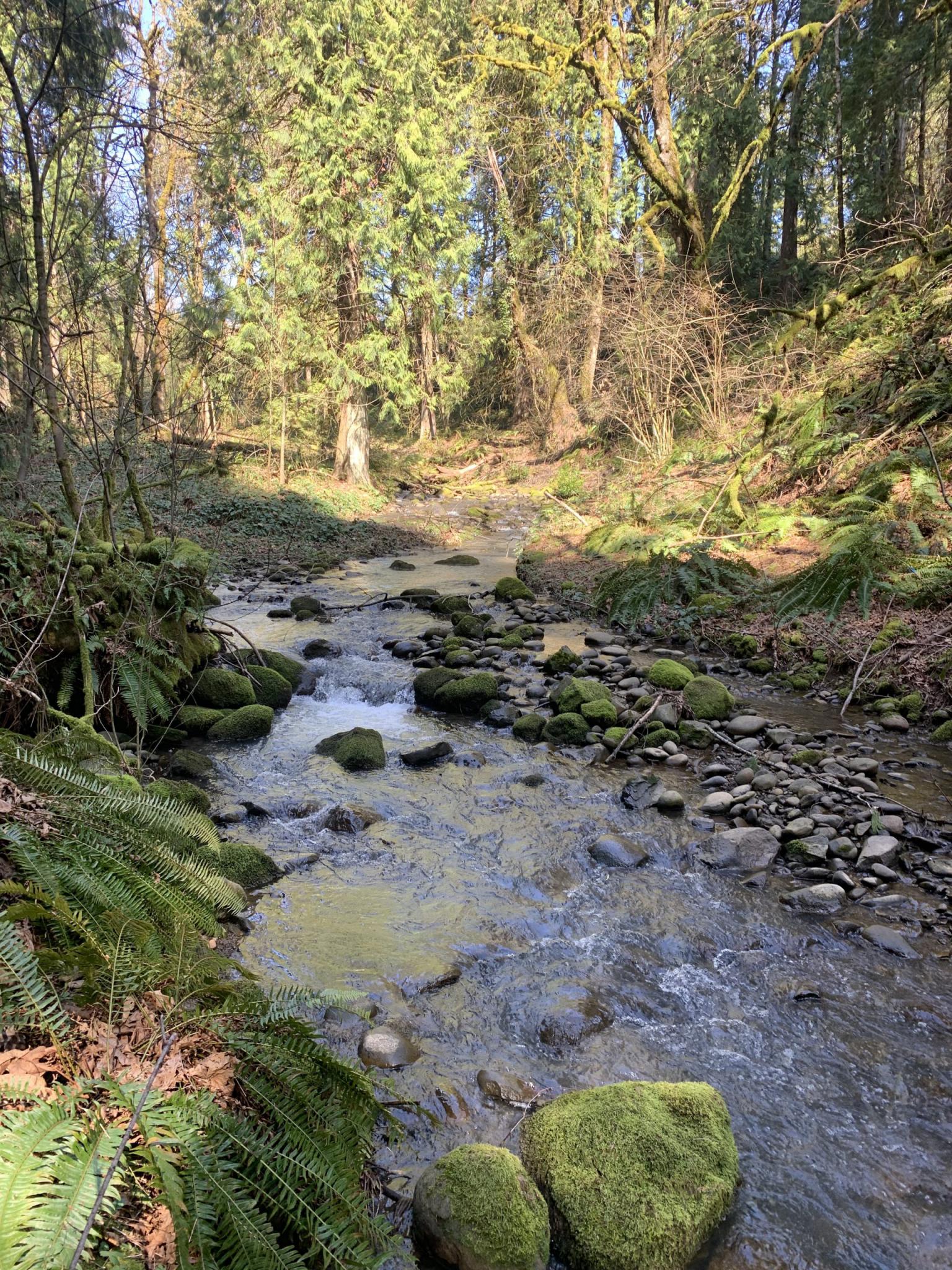 Shade Our Streams – Clackamas River Basin Council
