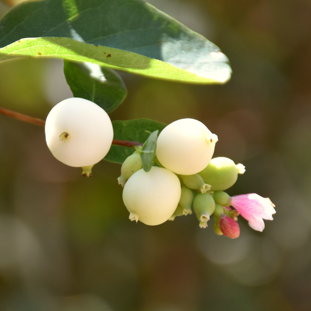 Snowberry: An Important Native Plant in the Clackamas Watershed ...