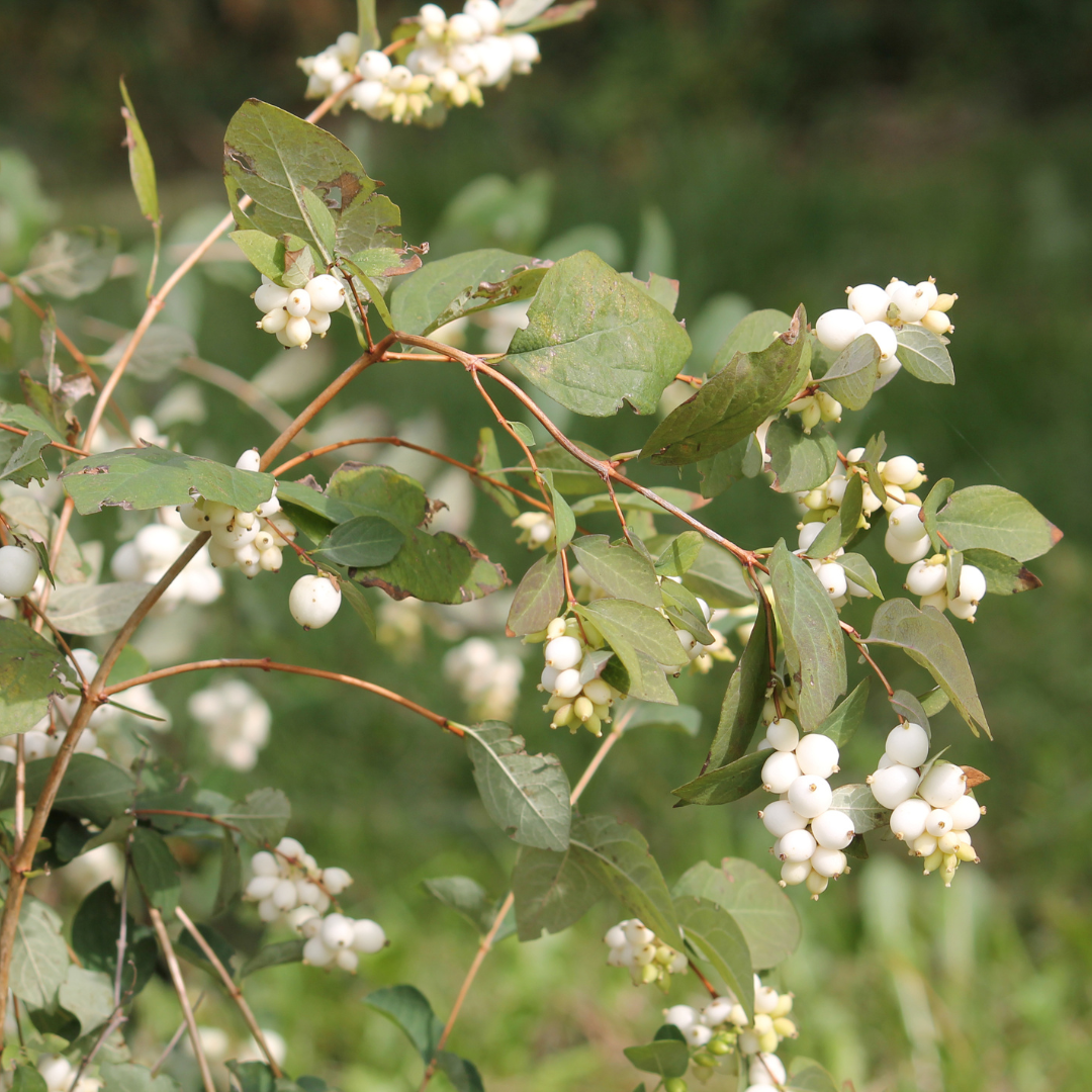 Snowberry: An Important Native Plant in the Clackamas Watershed ...