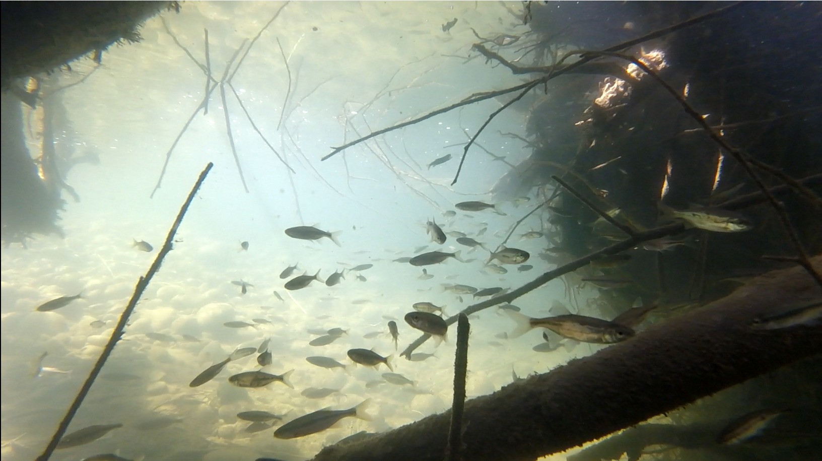 The Lifeline of Anadromous Fish: Understanding the Vital Role of Side ...